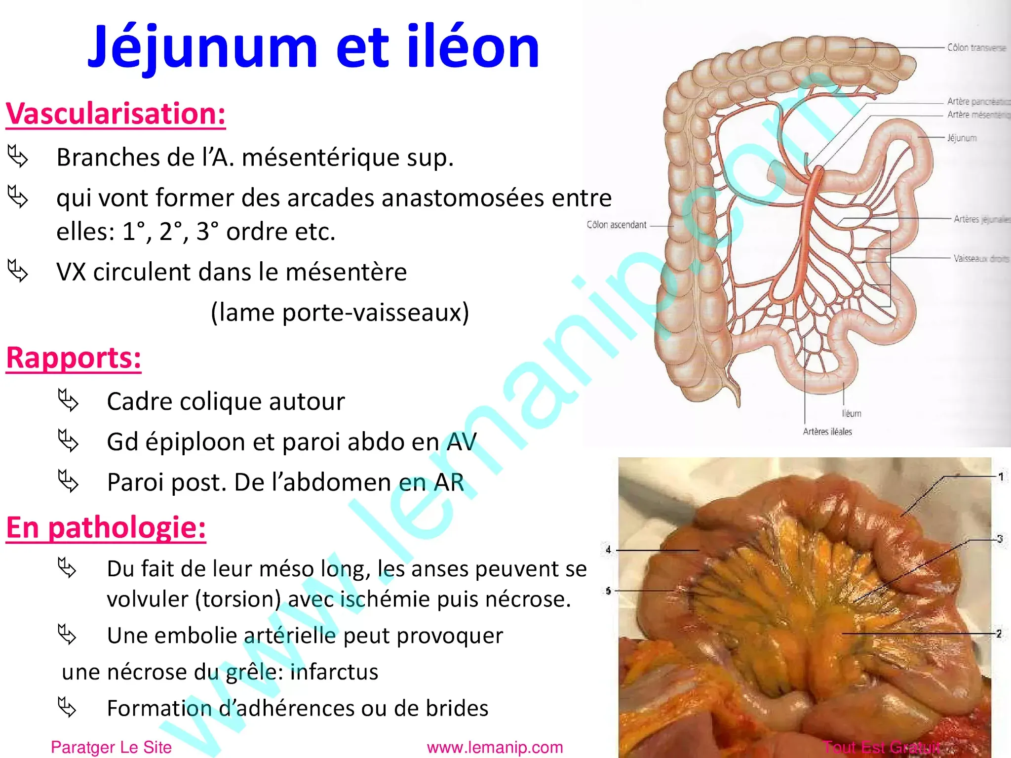 Anatomie De L’appareil Digestif