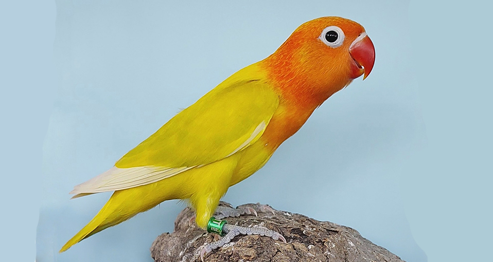 Combination of mutations that can eliminate wing patterns in fischeri ...