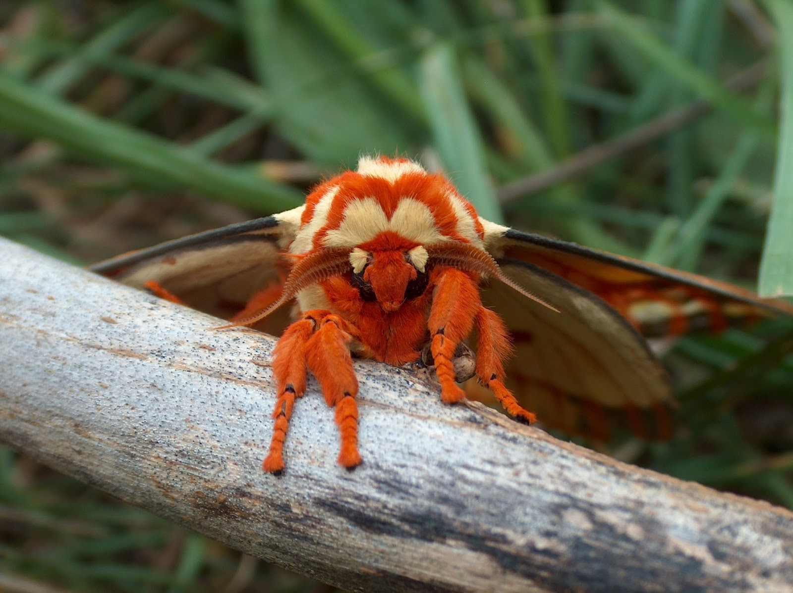 LatinLutheran: The Resurrection of the Hickory Horned Devils