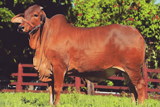 Care and Management of Breeding Bull - AgriCreed