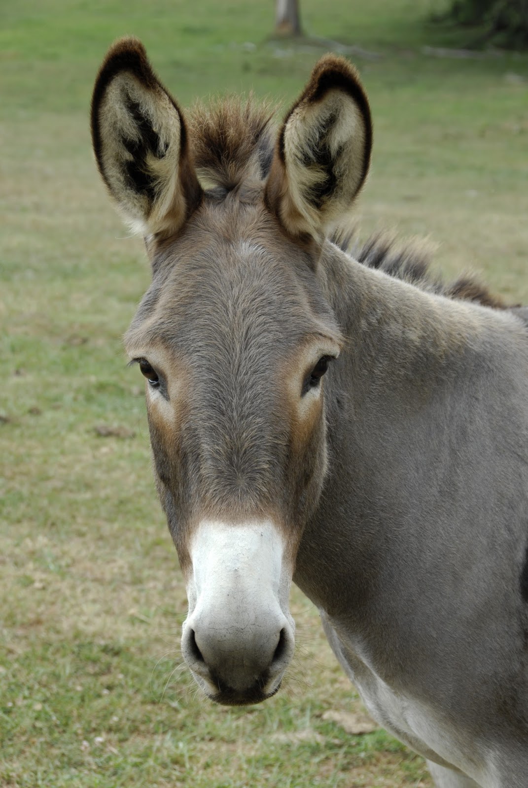 Sweet Americana Sweethearts: Donkeys, Burros, and Mules ~ Oh My! Sweet Americana Sweethearts: Donkeys, Burros, and Mules ~ Oh My!