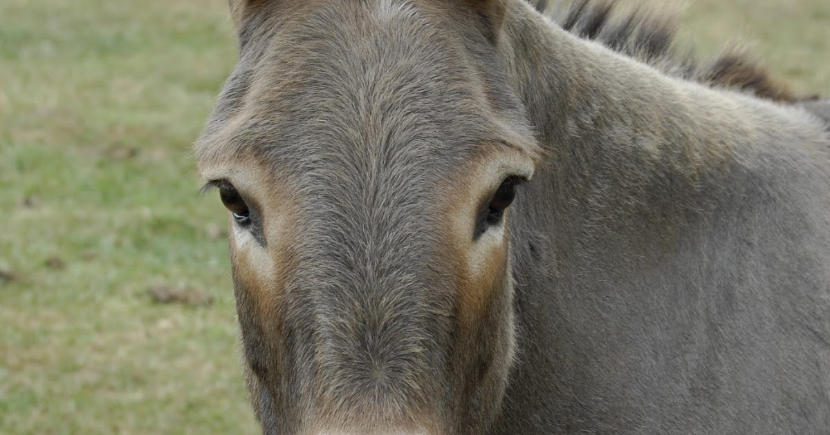 Sweet Americana Sweethearts: Donkeys, Burros, and Mules ~ Oh My! Sweet Americana Sweethearts: Donkeys, Burros, and Mules ~ Oh My!