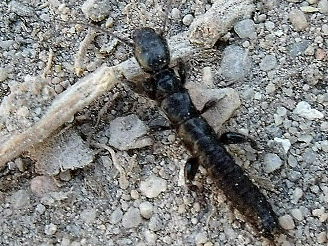 VILLENATURA: Embia ramburi