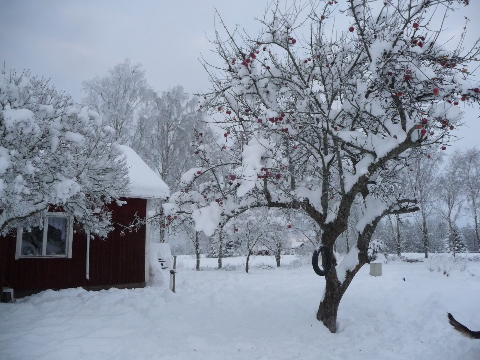 Niras blogg: Fin fina vinterbilder!