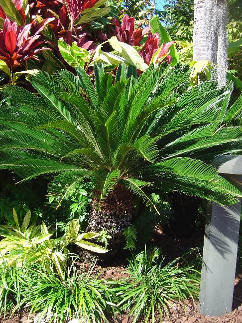 La Doctora De Las Plantas: Cica o palma del sagú: una planta ...