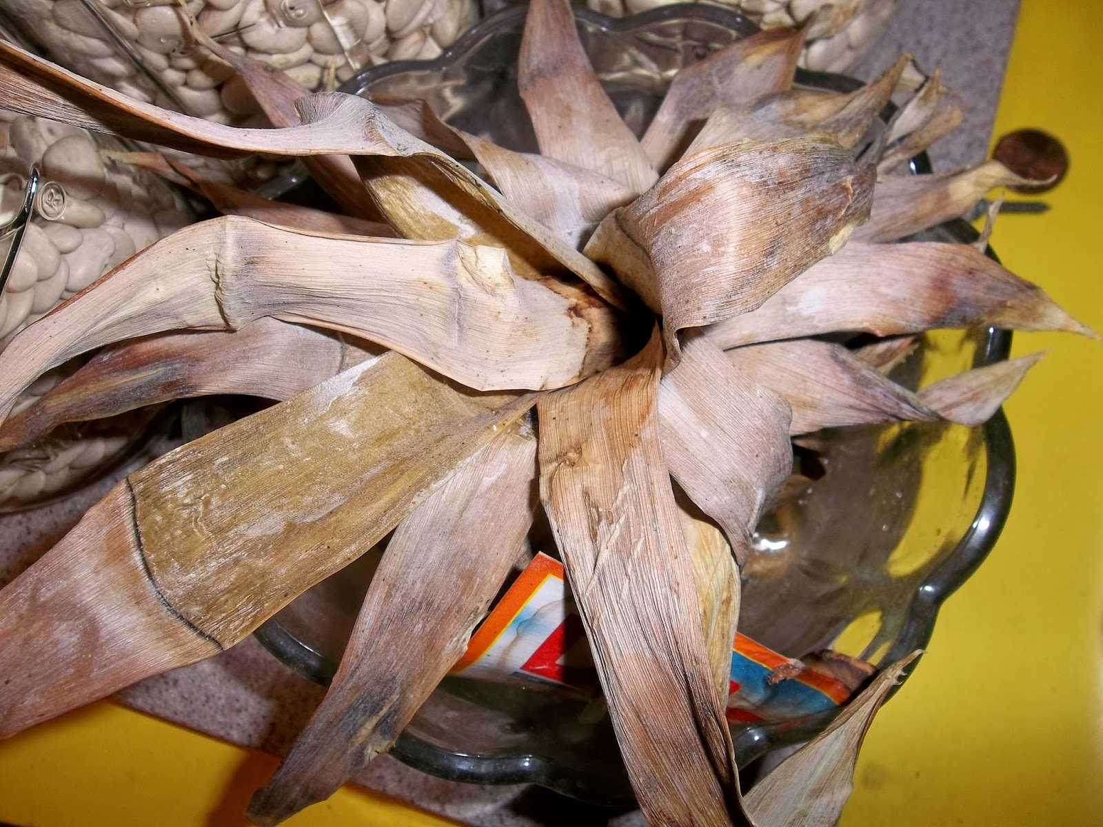 PRACTICAL PARSIMONY: My Accidental Pineapple Plant