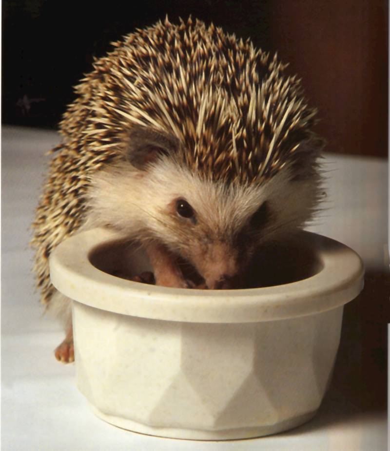 Amazing Hedgehog - Hedgehogs Facts, Photos, Information, Habitats, News ...