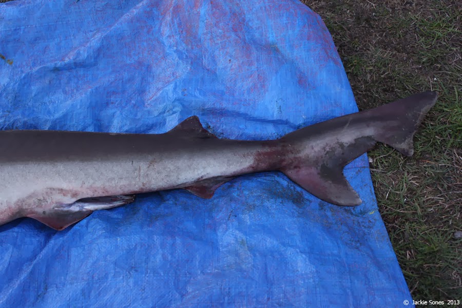 The Natural History of Bodega Head: Smooth-hound?