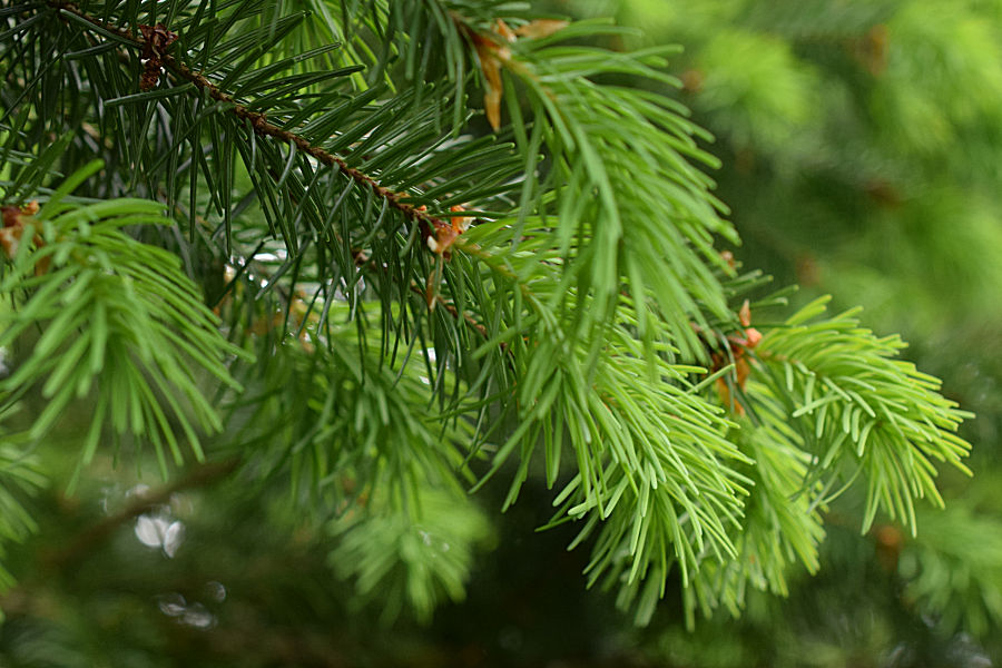 Northwest Conifer Connections: Conifers in Spring