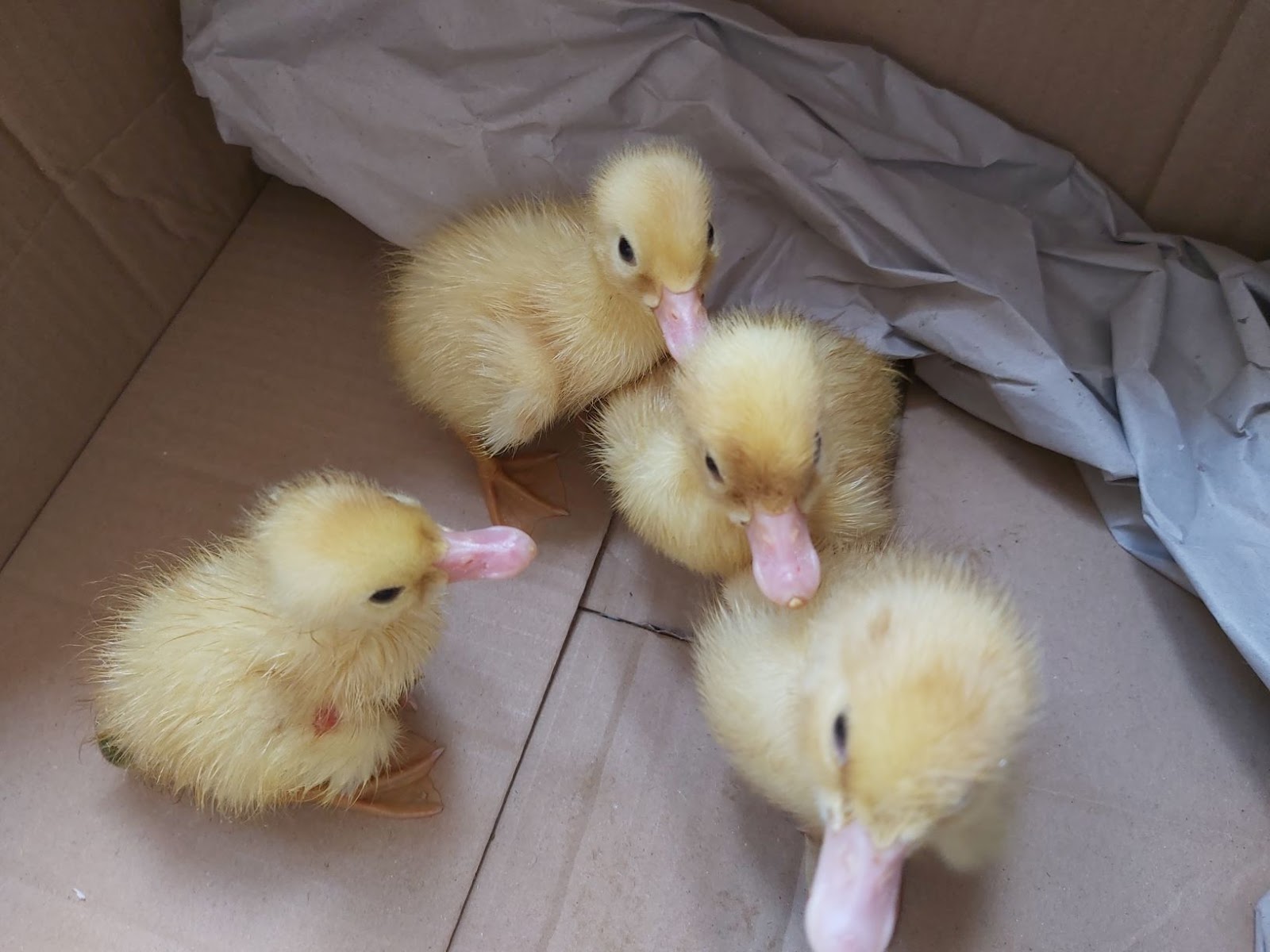 An English Homestead: Ducklings Are Cuter Than Chicks!