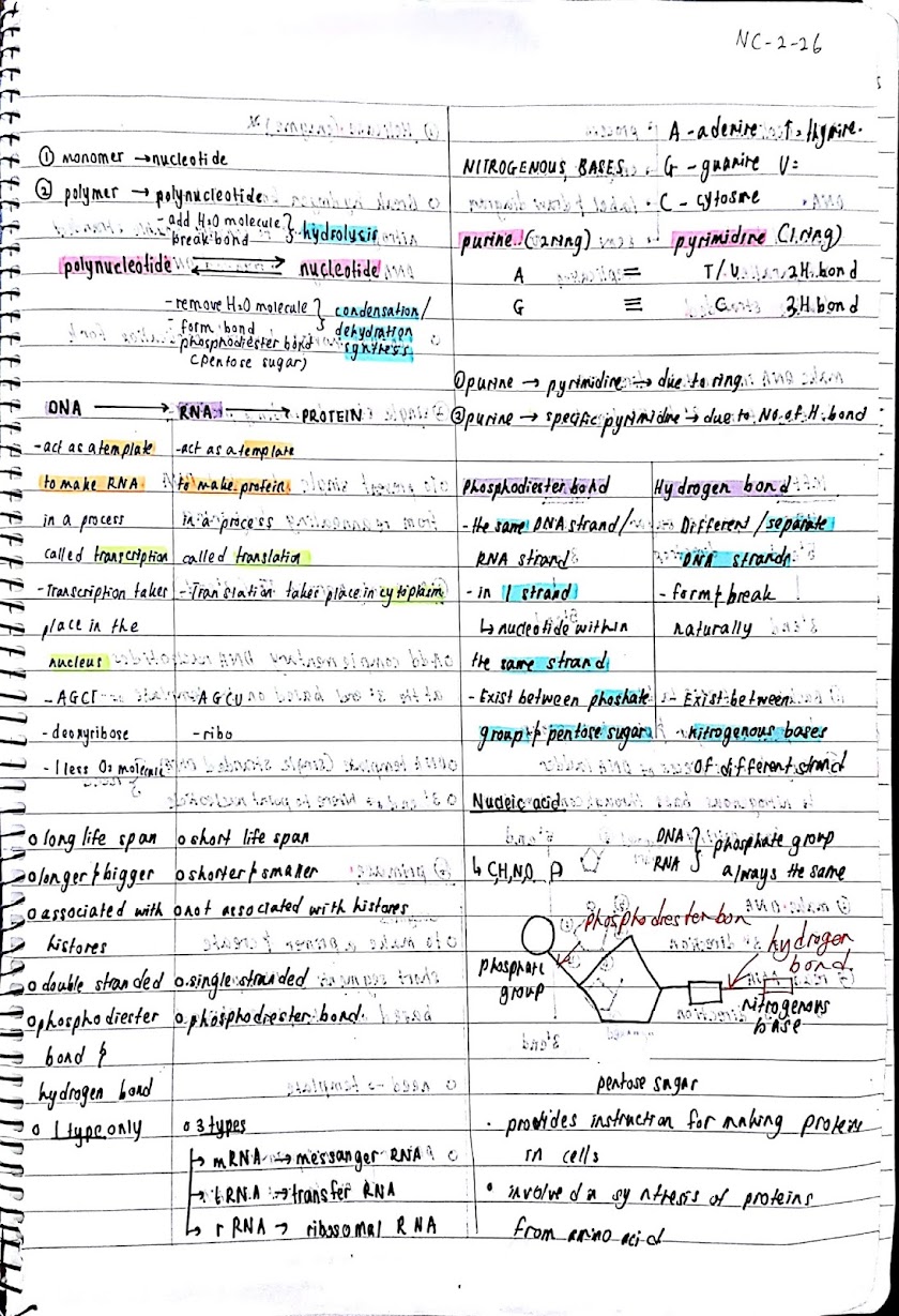 MUFY Biology Semester 1 Notes (RAW)
