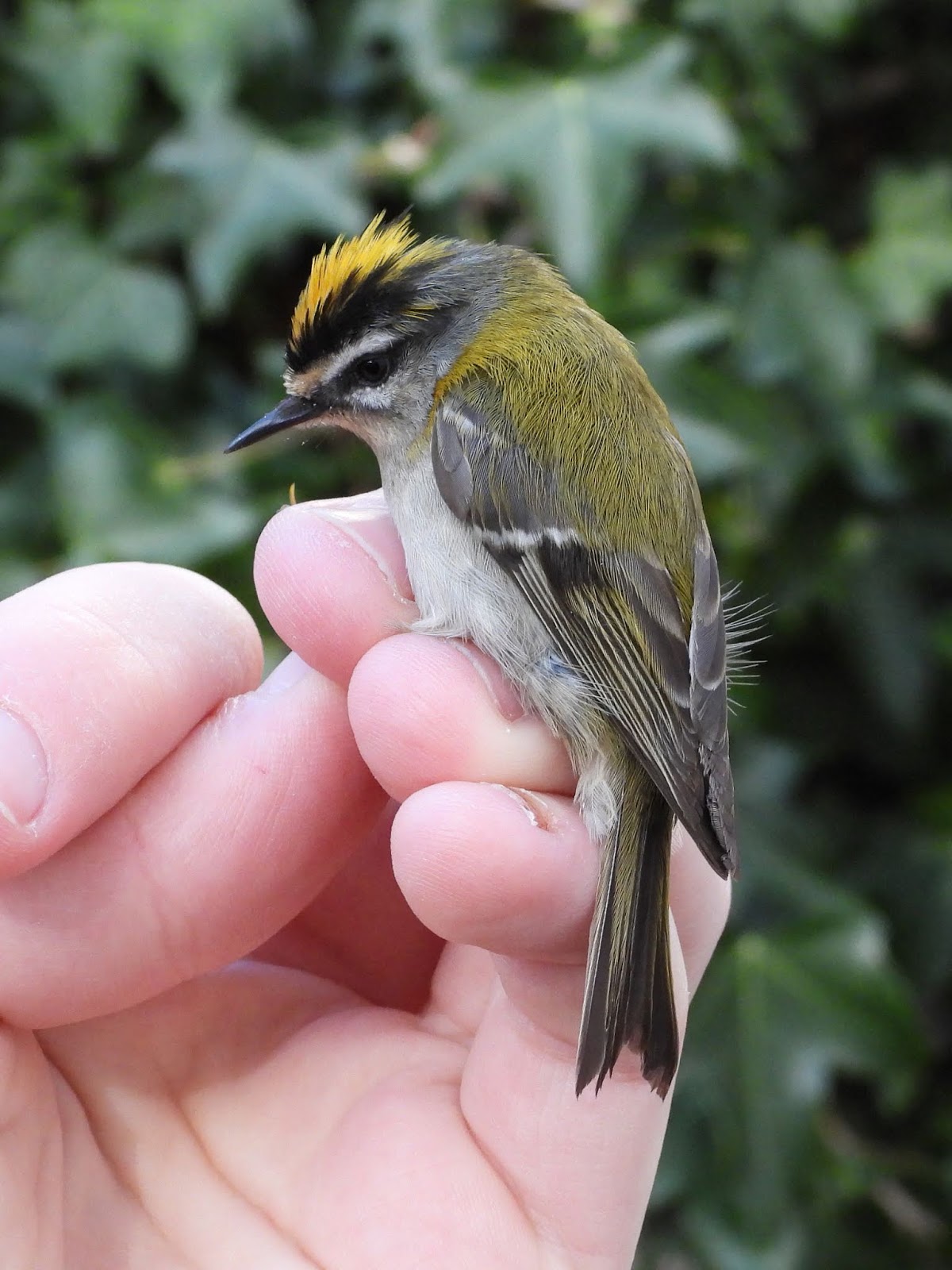 Worthing Birding and Wildlife: 24th March 2020