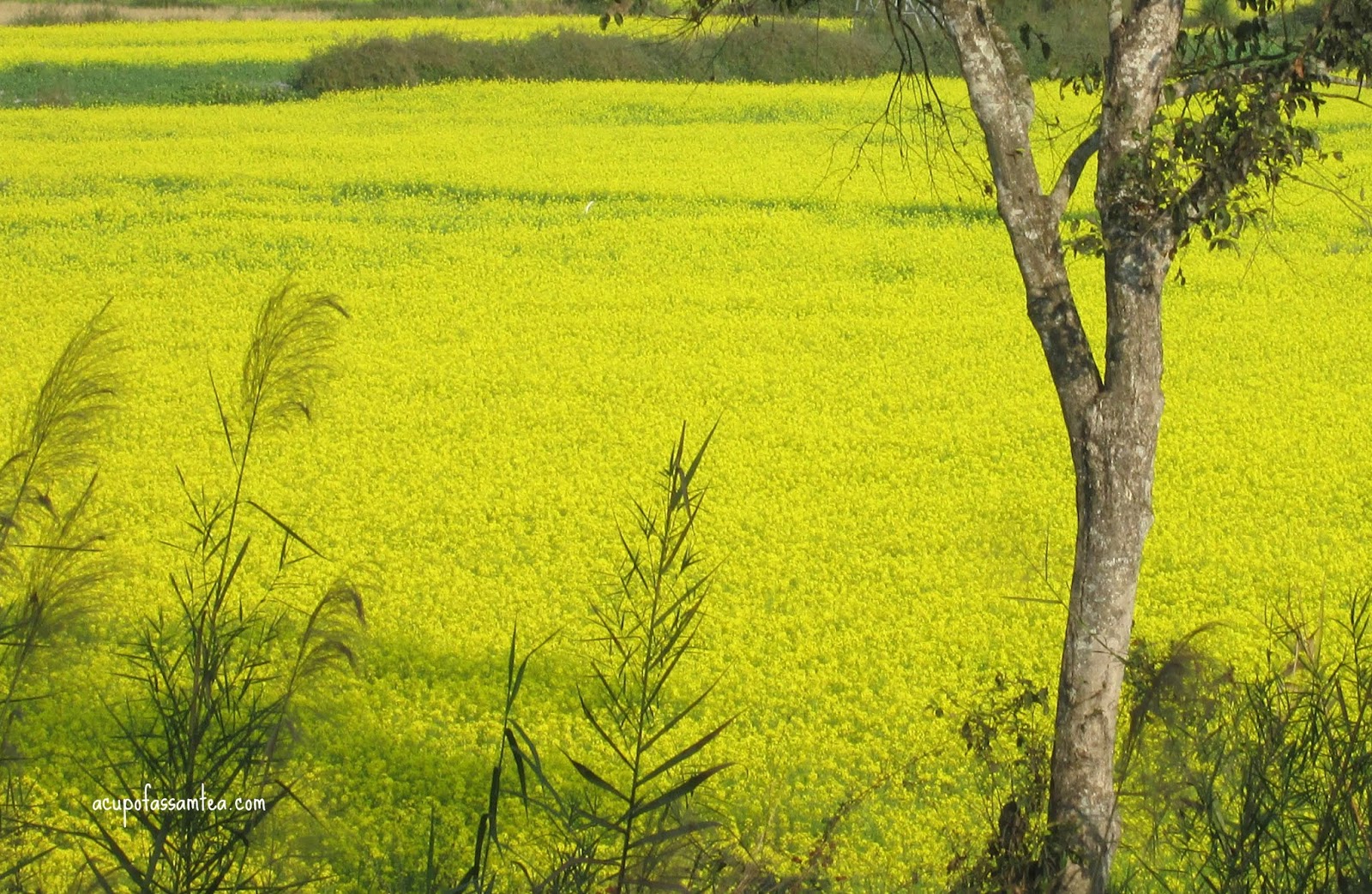 A visual walk with flora and fauna of Assam