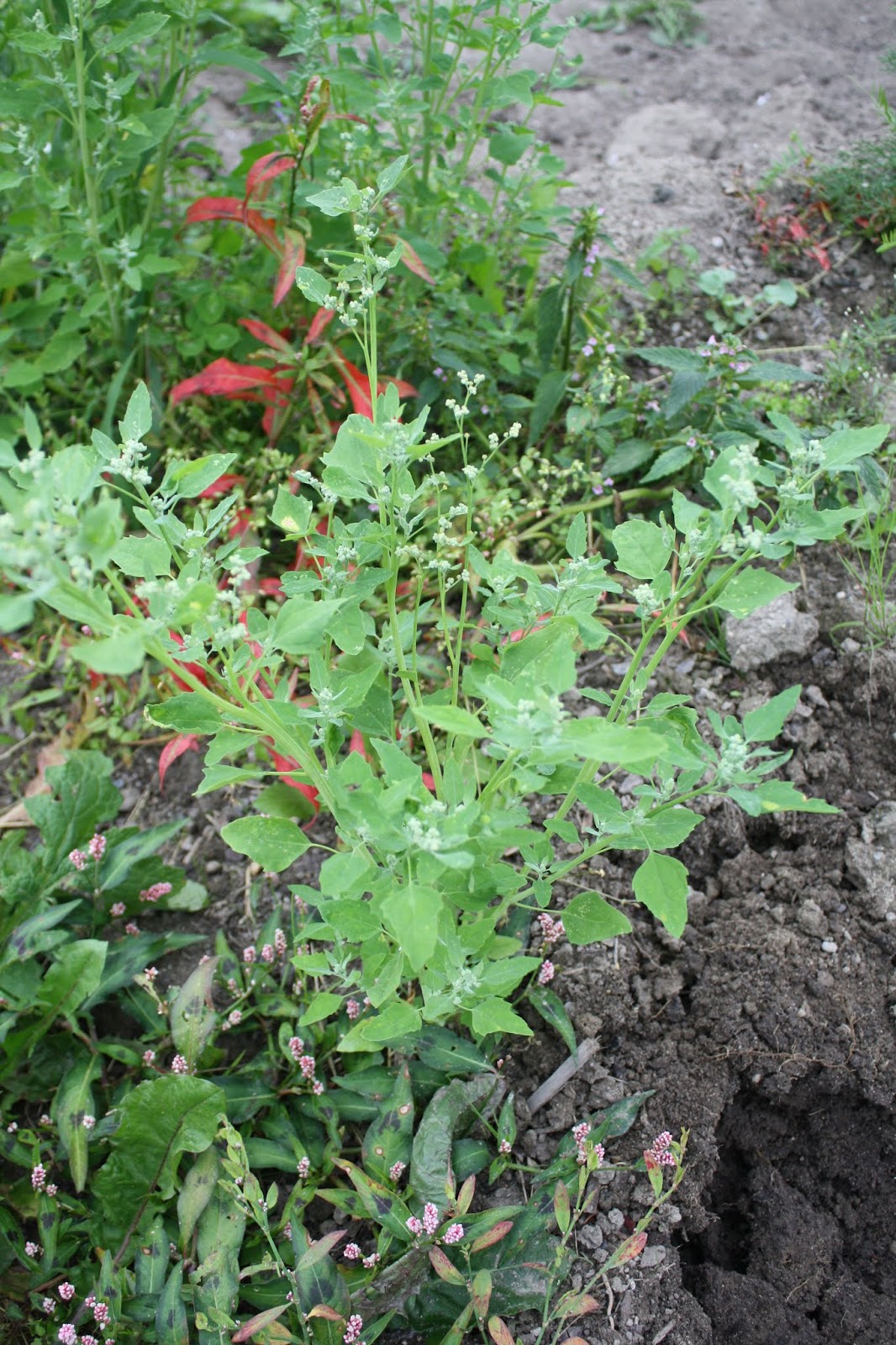 Planter i bestemors hage: Ugress