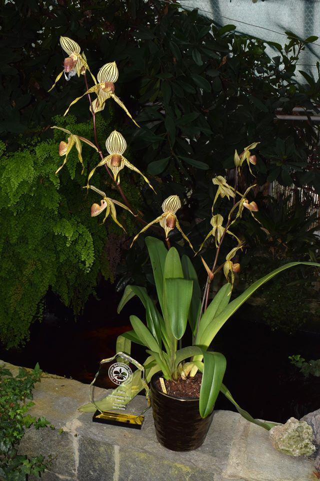 Paphiopedilum rothschildianum (Reichenbach fil.) Stein - vàng của ...