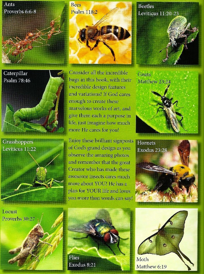 Chat with Vera: Bugs: Big and Small God Made Them All by William Zinke ...