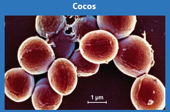 Blog de Biologia: Cocos morfologia bacteriana - Imagem de Biologia
