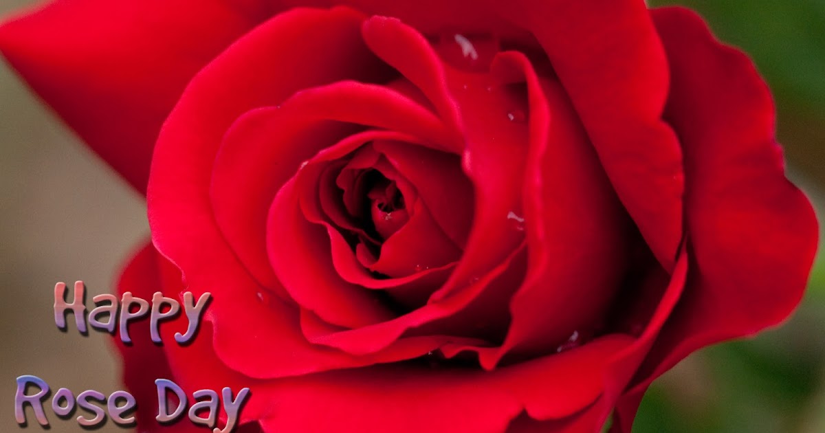 Rose Day Wallpaper for friends and Lover | Haryanvi makhol | Jokes in ...