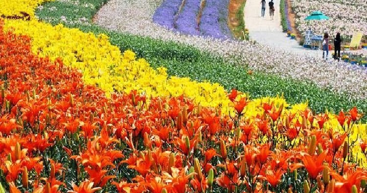 COSMOSFLOWERINF: Jenis Bunga Spesies Cosmos Bipinnatus yang Memiliki ...