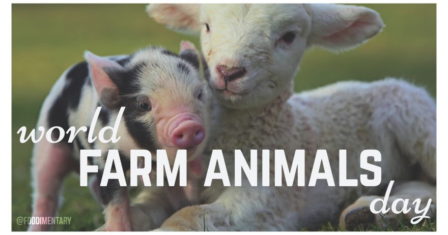 Every Day Is Special: October 2 – World Farm Animals Day