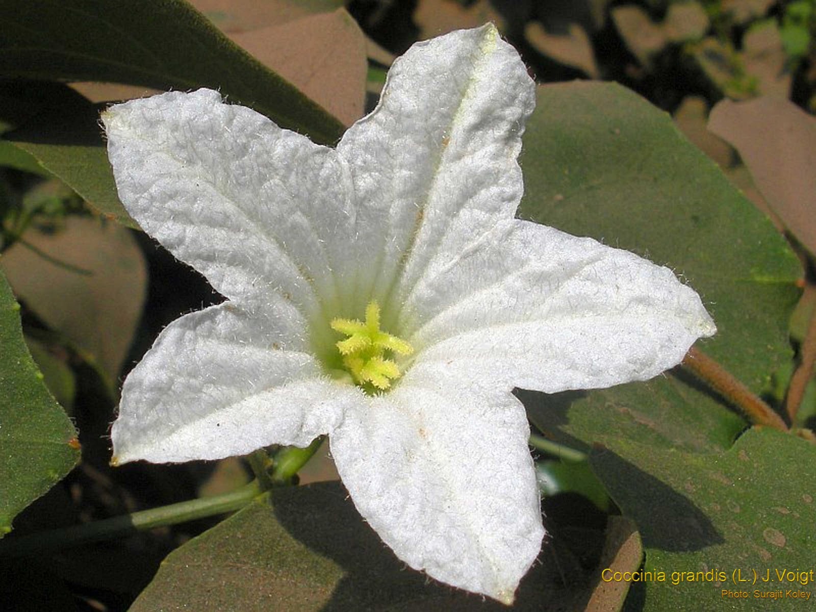 Medicinal Plants: Coccinia grandis Ivy Gourd Donda kaya Kovai kai ...