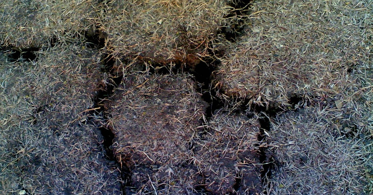 Naturalism - the Eighth Sense: Fallow - the earth takes a break