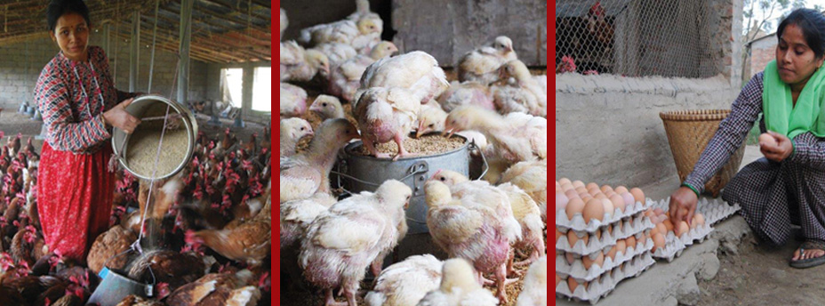 Grade 7 Poultry Farming - srs