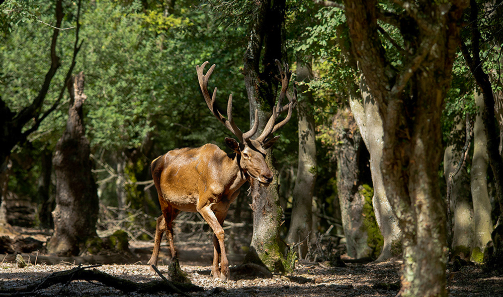 Patrimonio de la Humanidad: Bosques de Hyrcanian. Irán 2019