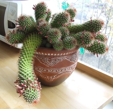 rempahratuskehidupan: Taman Kaktus