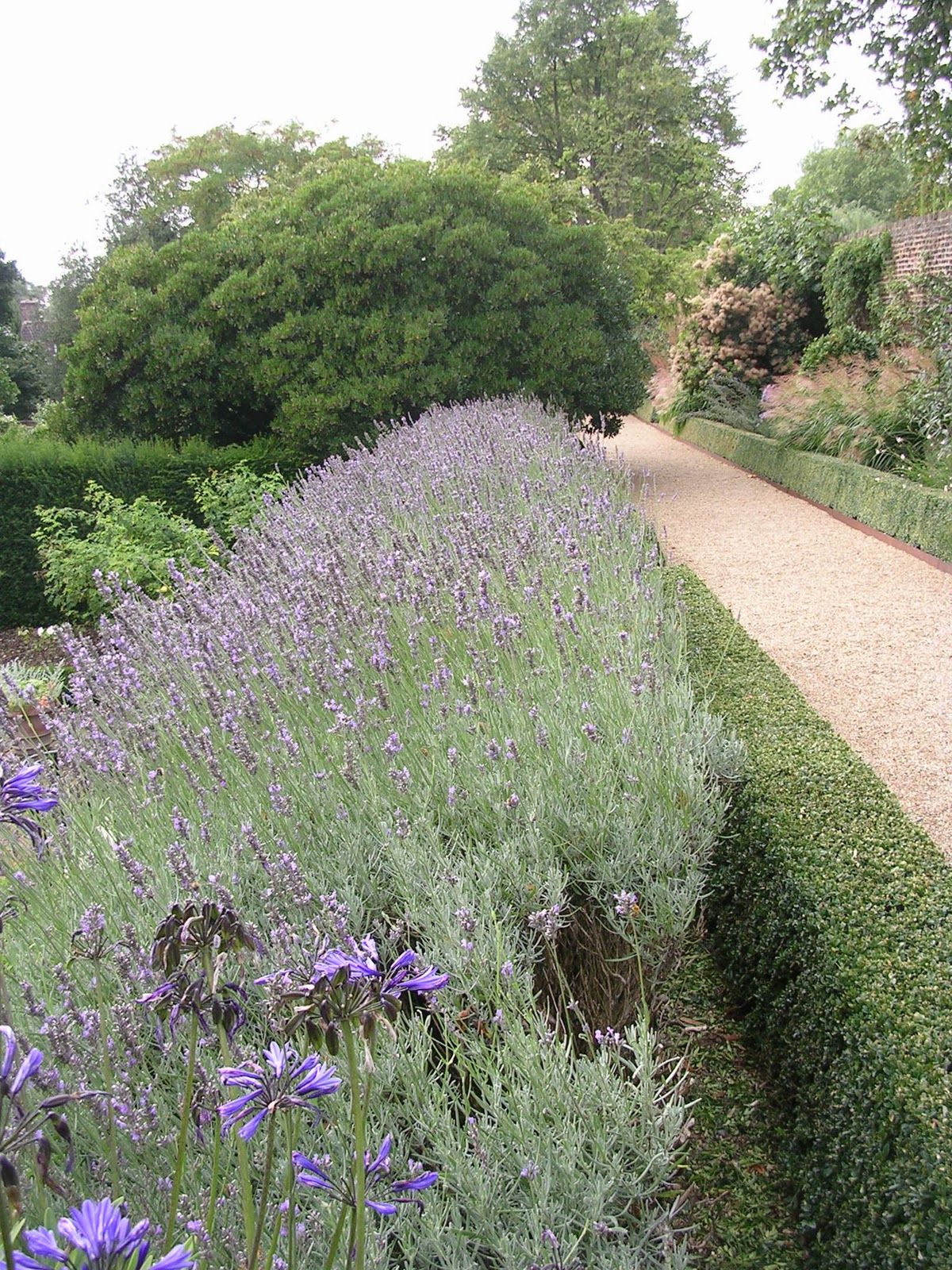 Lemon Verbena Lady's Herb Garden: Guest Blogging for The Herb Companion ...