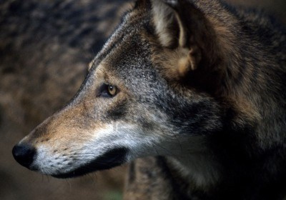 Animals of the world: Red wolf