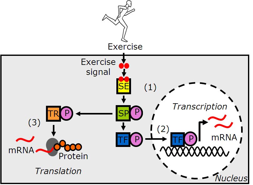 Myoblog: BASES conference at UCLAN; signal transduction theory of ...