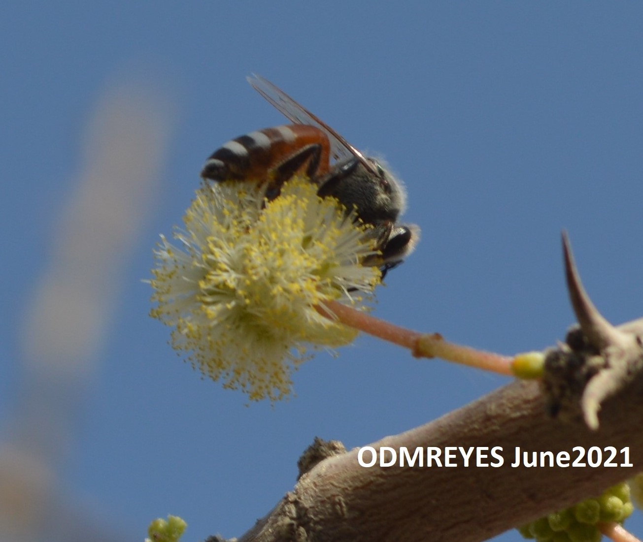 Samurai Bug Chronicles: An Encounter With A Colony of Red Dwarf ...