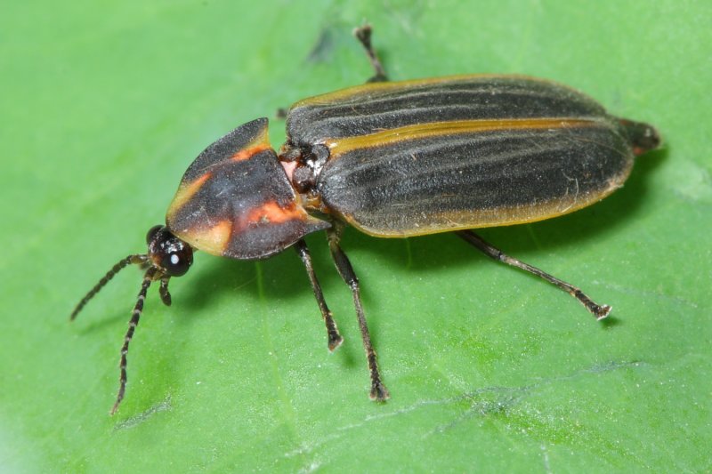 Microbiología : Mollicutes o Tenericutes