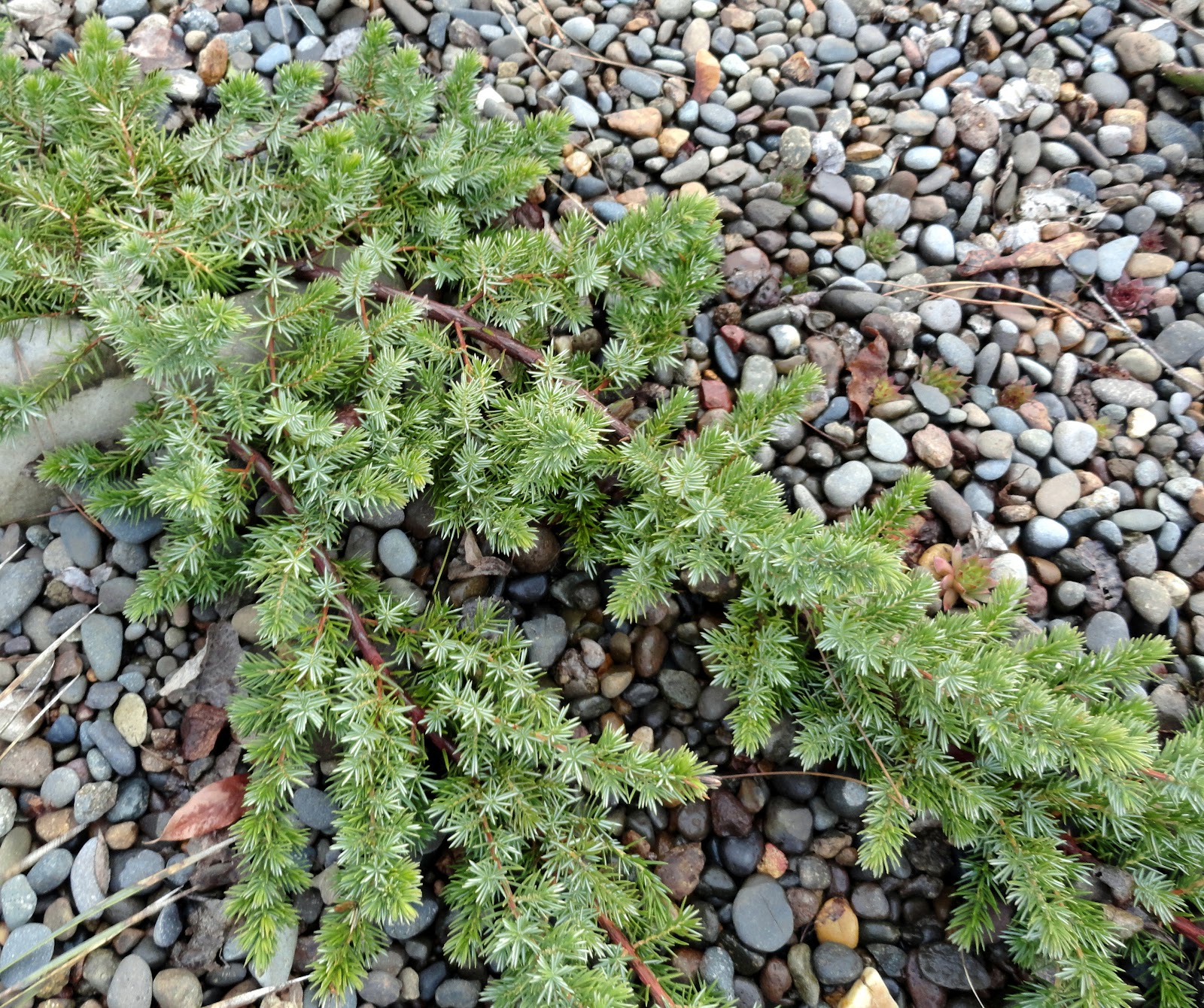 danger garden: Foliage Follow-up…new plants!