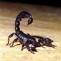 México a través de la mirada de una cubana: Alacranes en México y Cuba