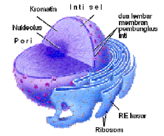 Feoni Yulia: Struktur Dan Fungsi Sel