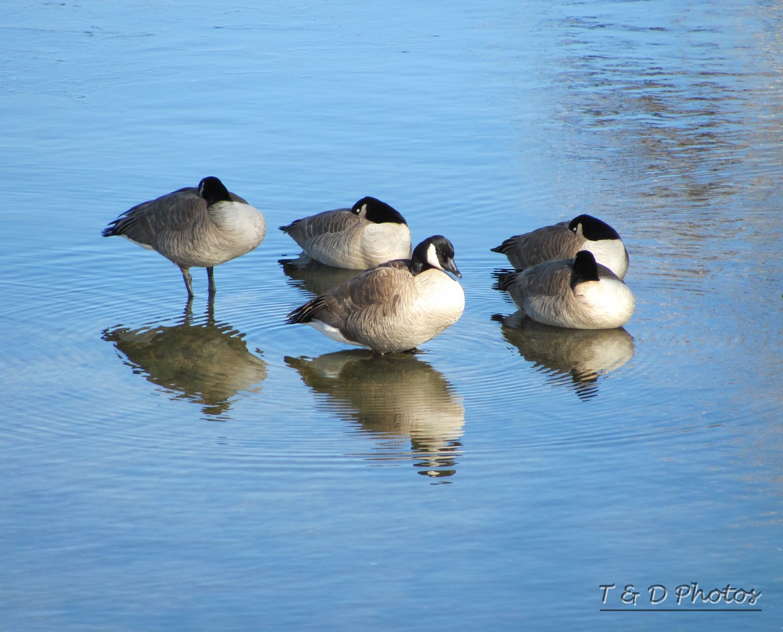 Colorado Photos.....: Canadian Geese Resting