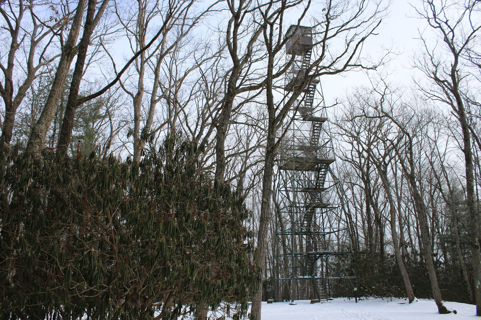Finding Adventure and Ancient Old Growth Forests at Cook Forest State ...