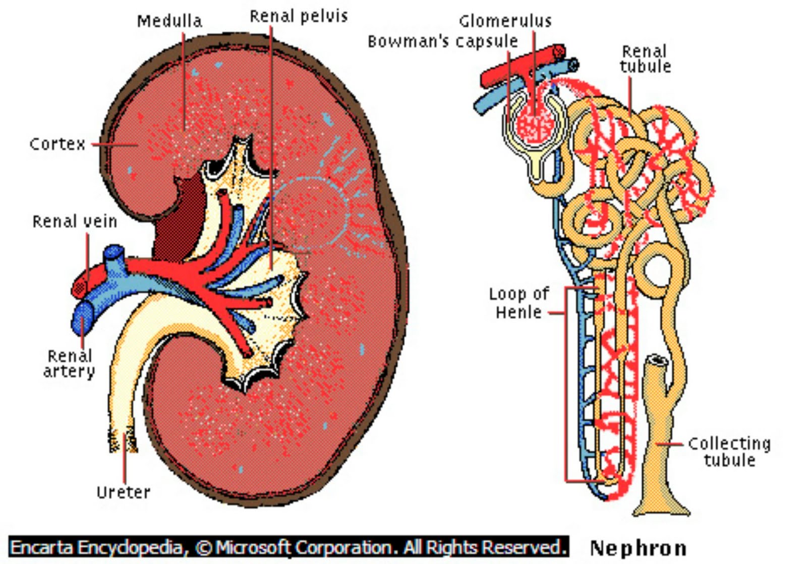 REFORMASI KESEHATAN: GINJAL