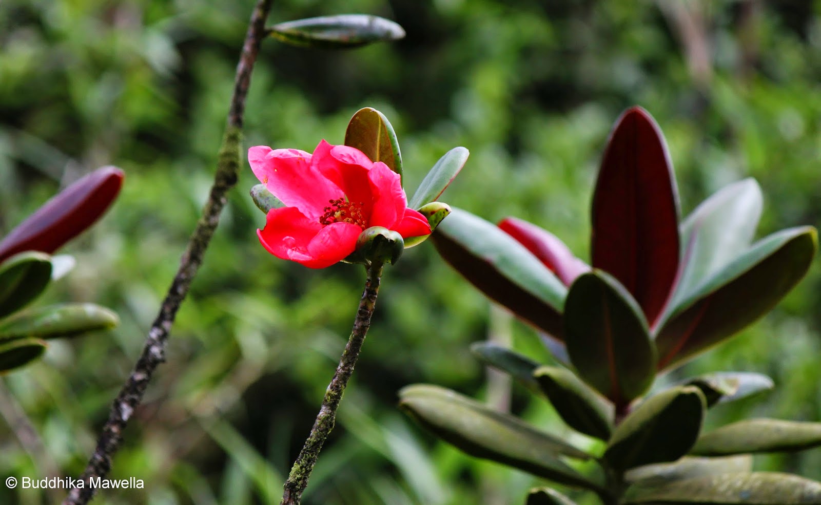 Lanka Nature Summary: Gordonia speciosa