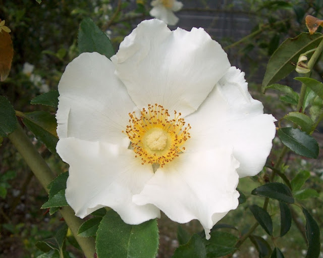 Flower Photos: Cherokee Rose