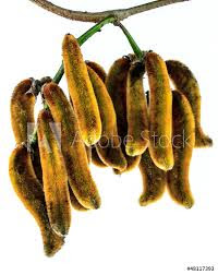 ভেষজ উদ্ভিদ ও গাছ-গাছড়ার গুনাগুণ ও উপকারিতা। Benefits of herbal foods ...