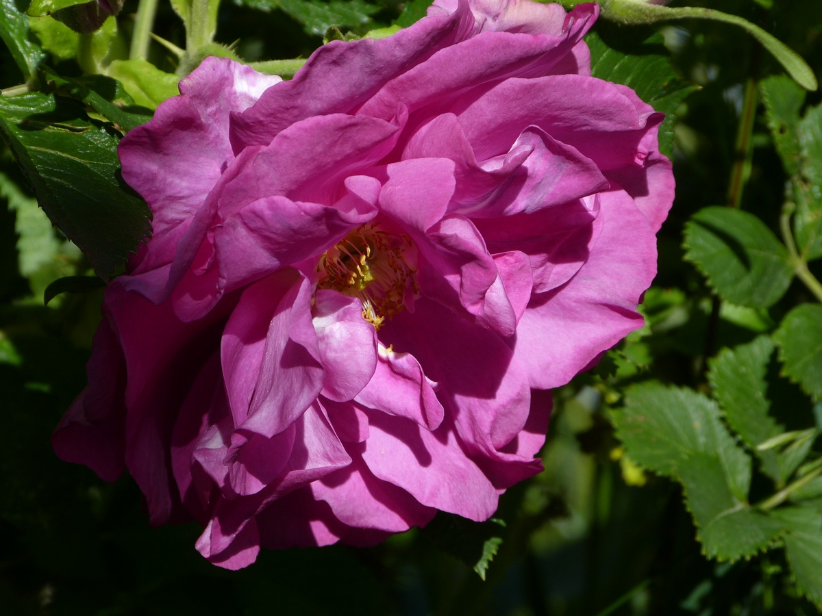 Høneballehaven på Samsø: Roser