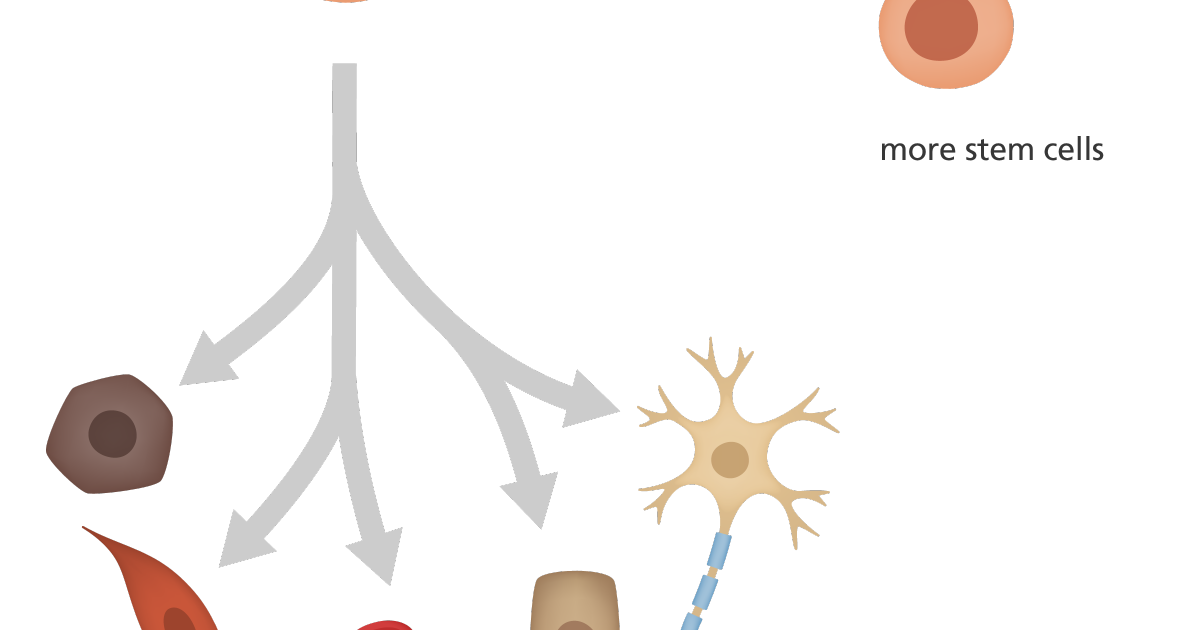 All you need to know about stem cell