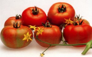 Verde y Cordial: Tomates