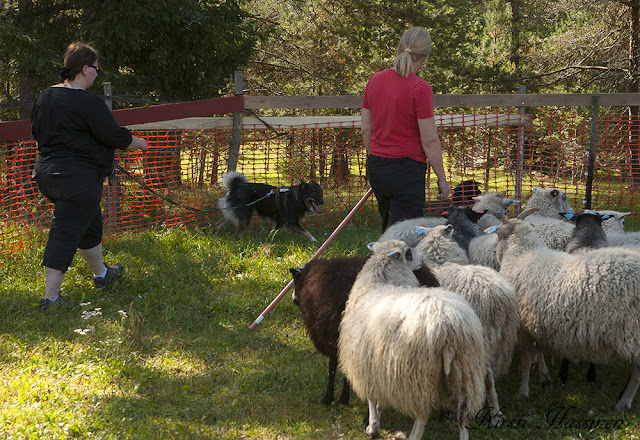 Maatiaismuori: Monenlaisia paimenkoiria