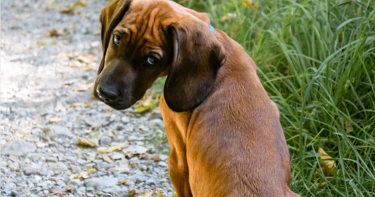 THE DOG BLOG: UNDERSTANDING ADOLESCENCE IN DOGS