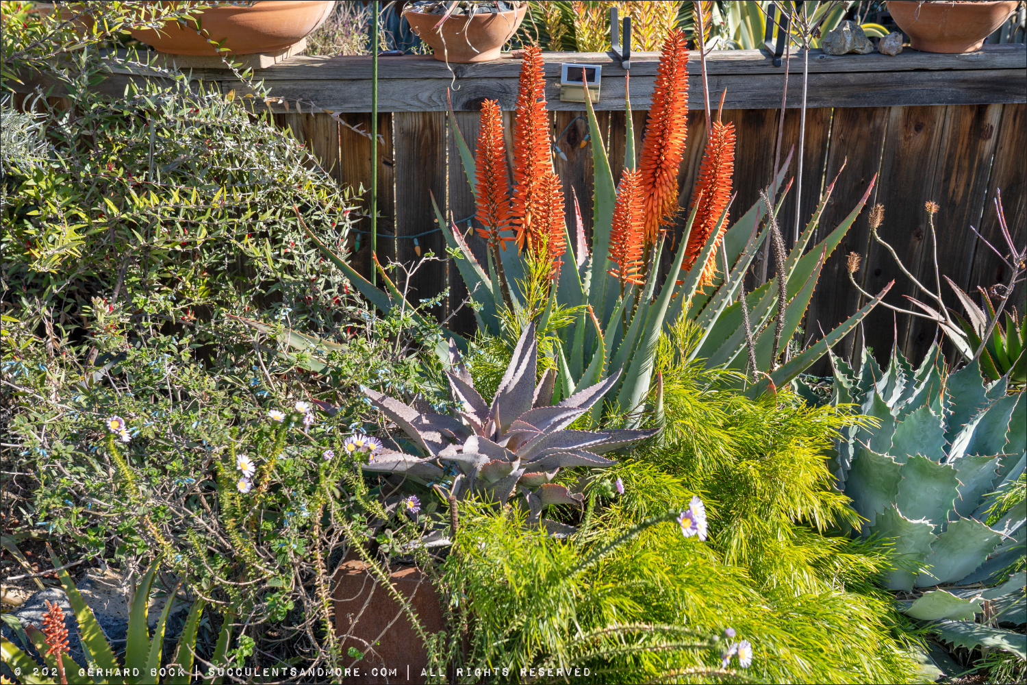 Streetside aloes, late February 2021
