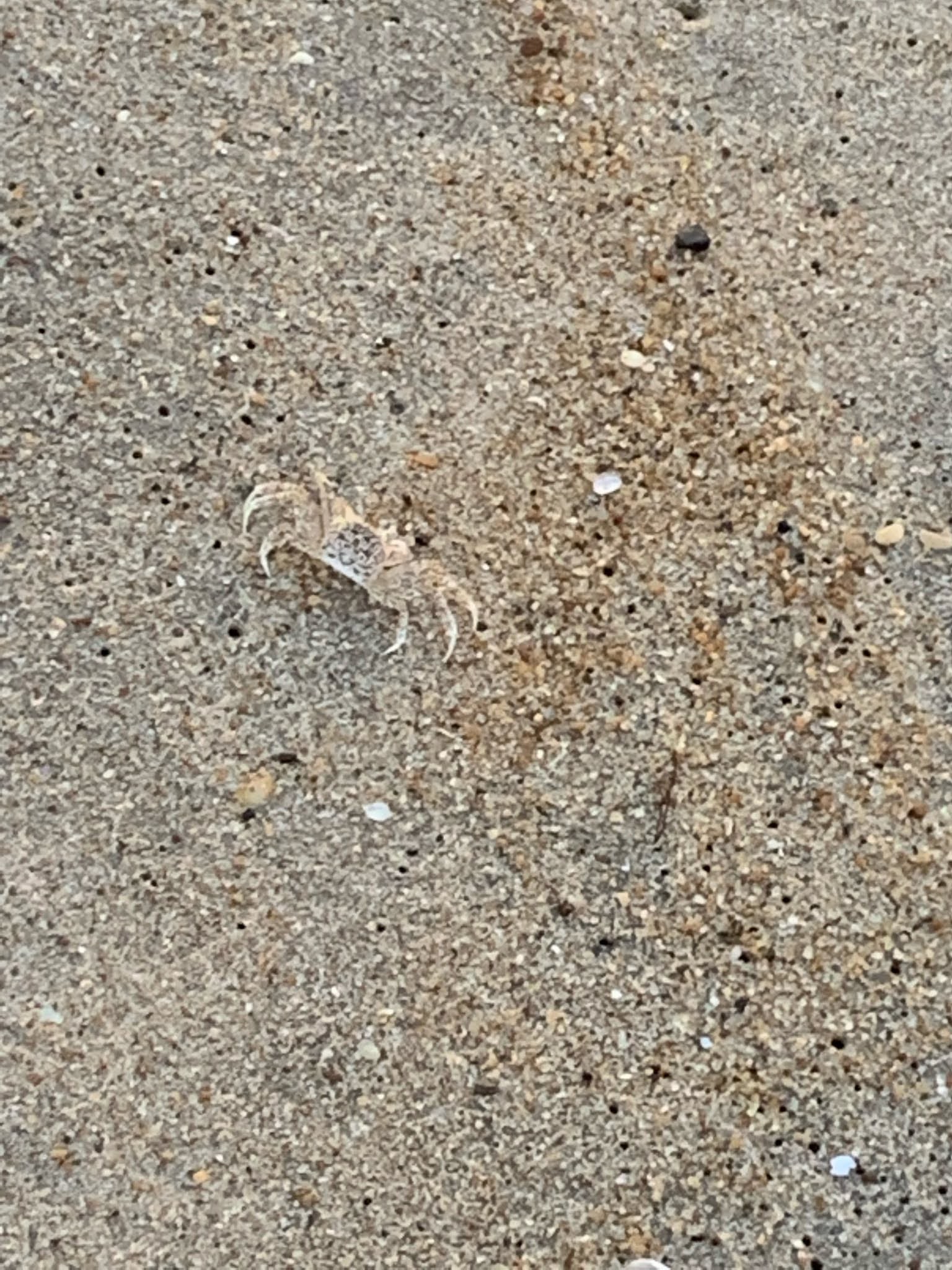 A Contingent of Kurths: Critters at the beach